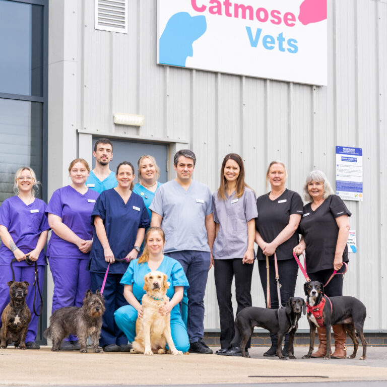 News – Catmose Vets | Local independent Vets with its own out of hours ...